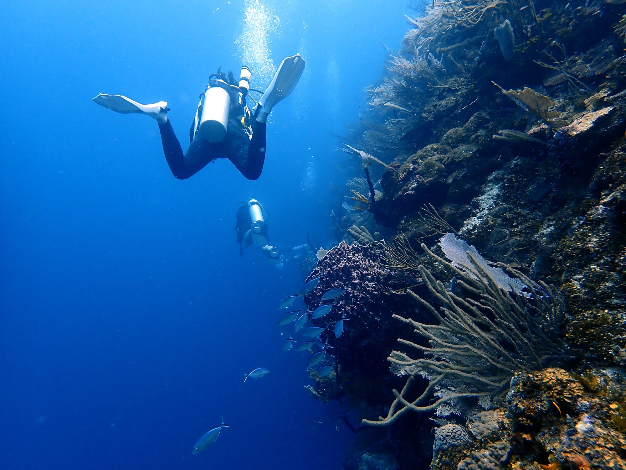 What is all the hype about diving in Roatan?